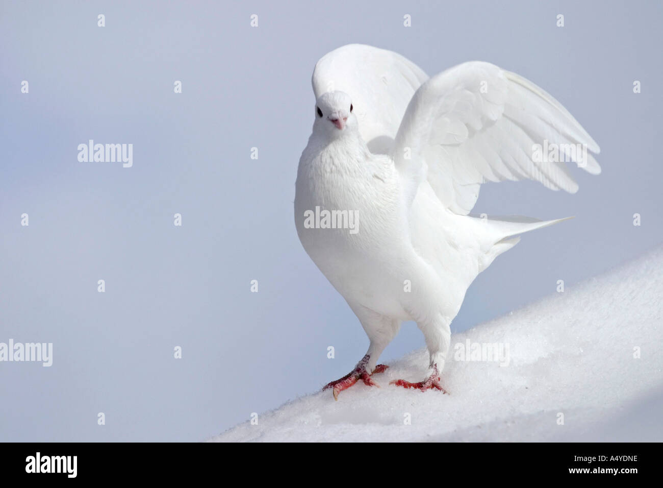 Snow white pigeon hi-res stock photography and images - Alamy