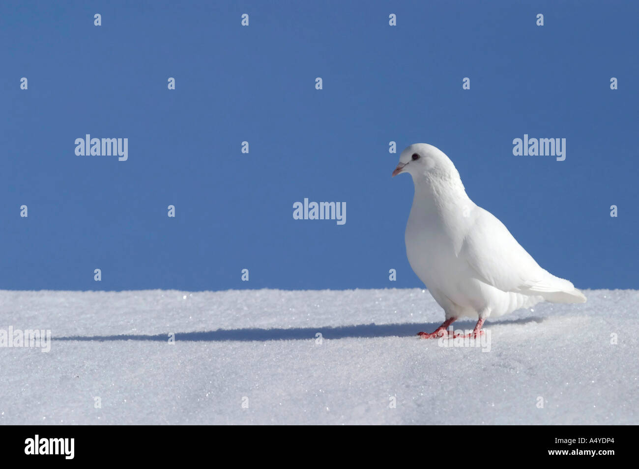 Winter doves hi-res stock photography and images - Alamy