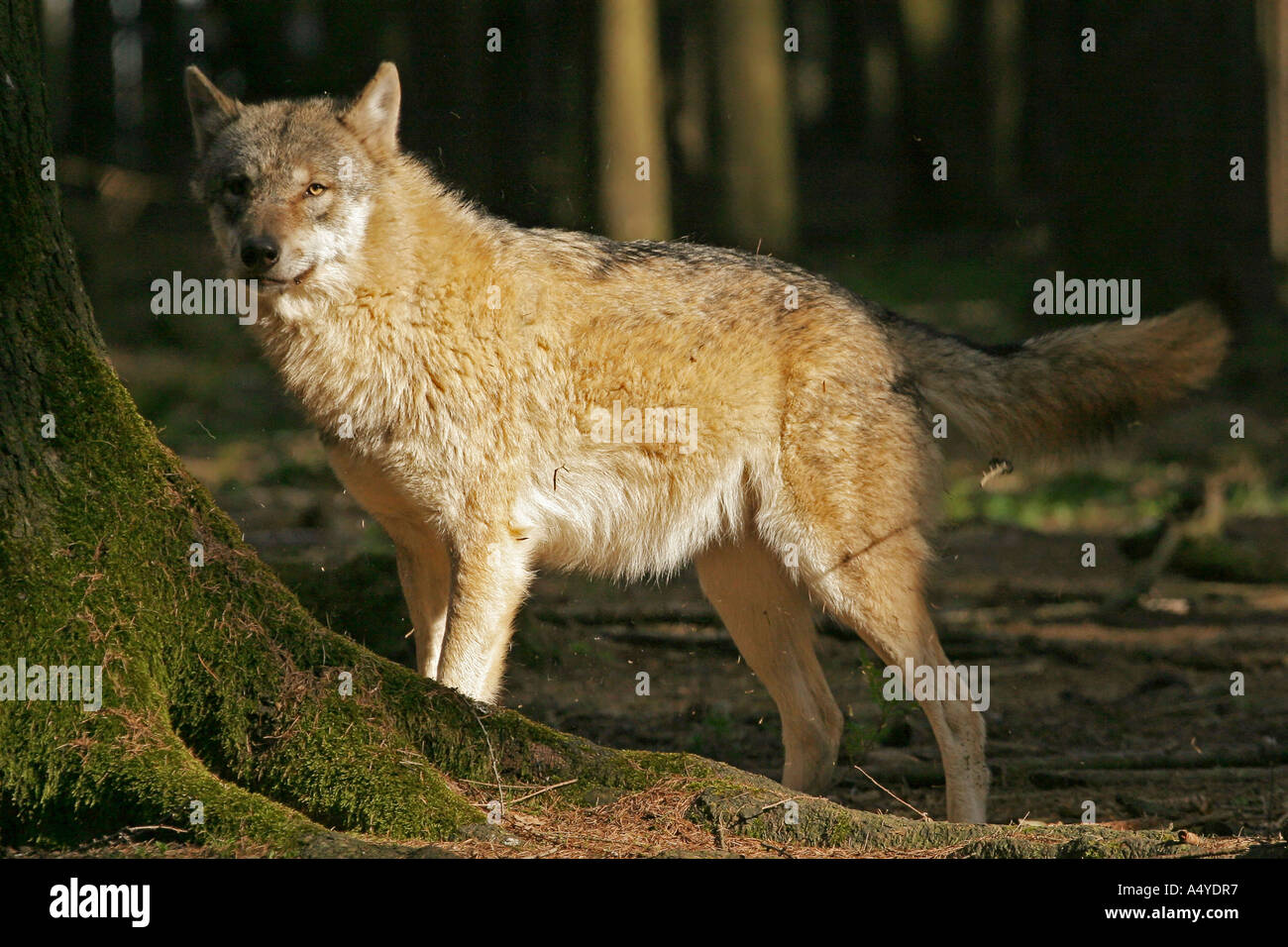Wolf in the wood hi-res stock photography and images - Alamy