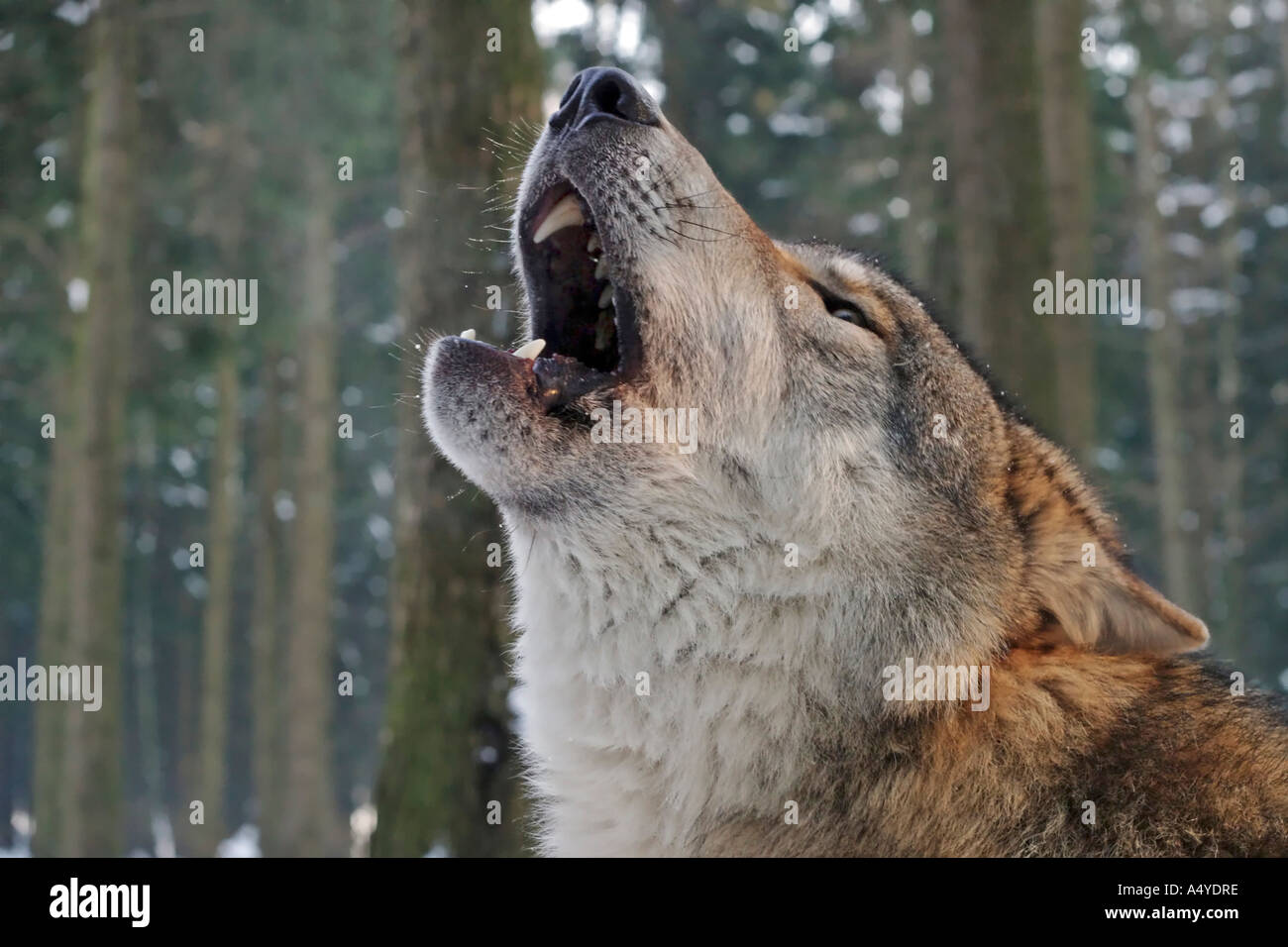 Howling european wolf (Canis lupus lupus) in winter, Wildpark Poing ...