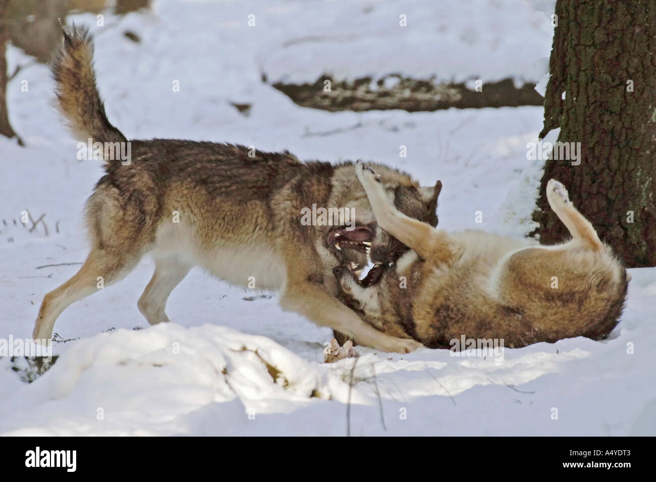 hierarchy fight between two wolfs Canis lupus lupus Stock Photo - Alamy
