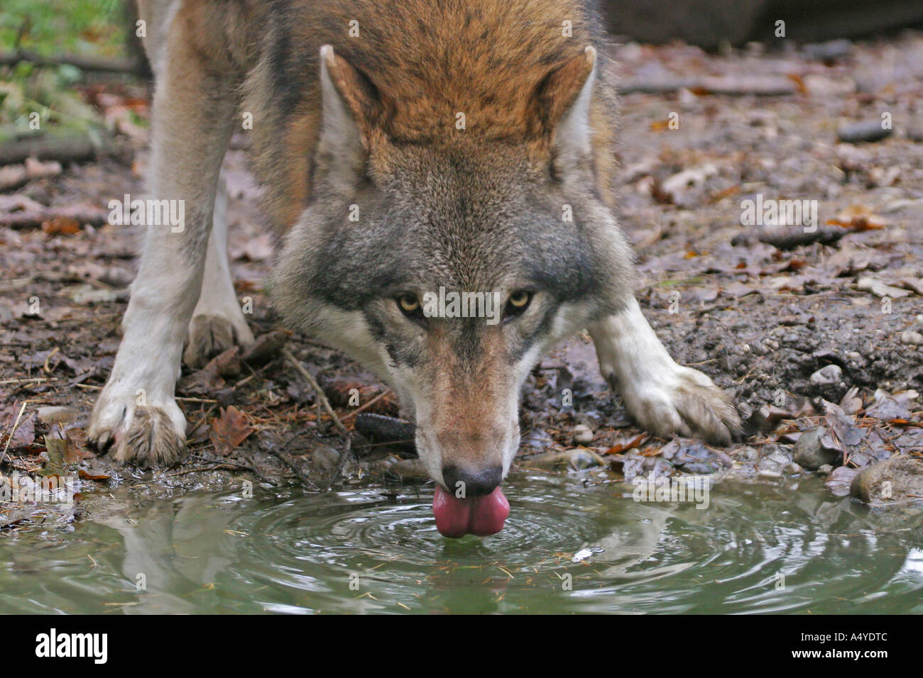 Trinking european wolf (Canis lupus lupus), Wildpark Poing wildlife ...