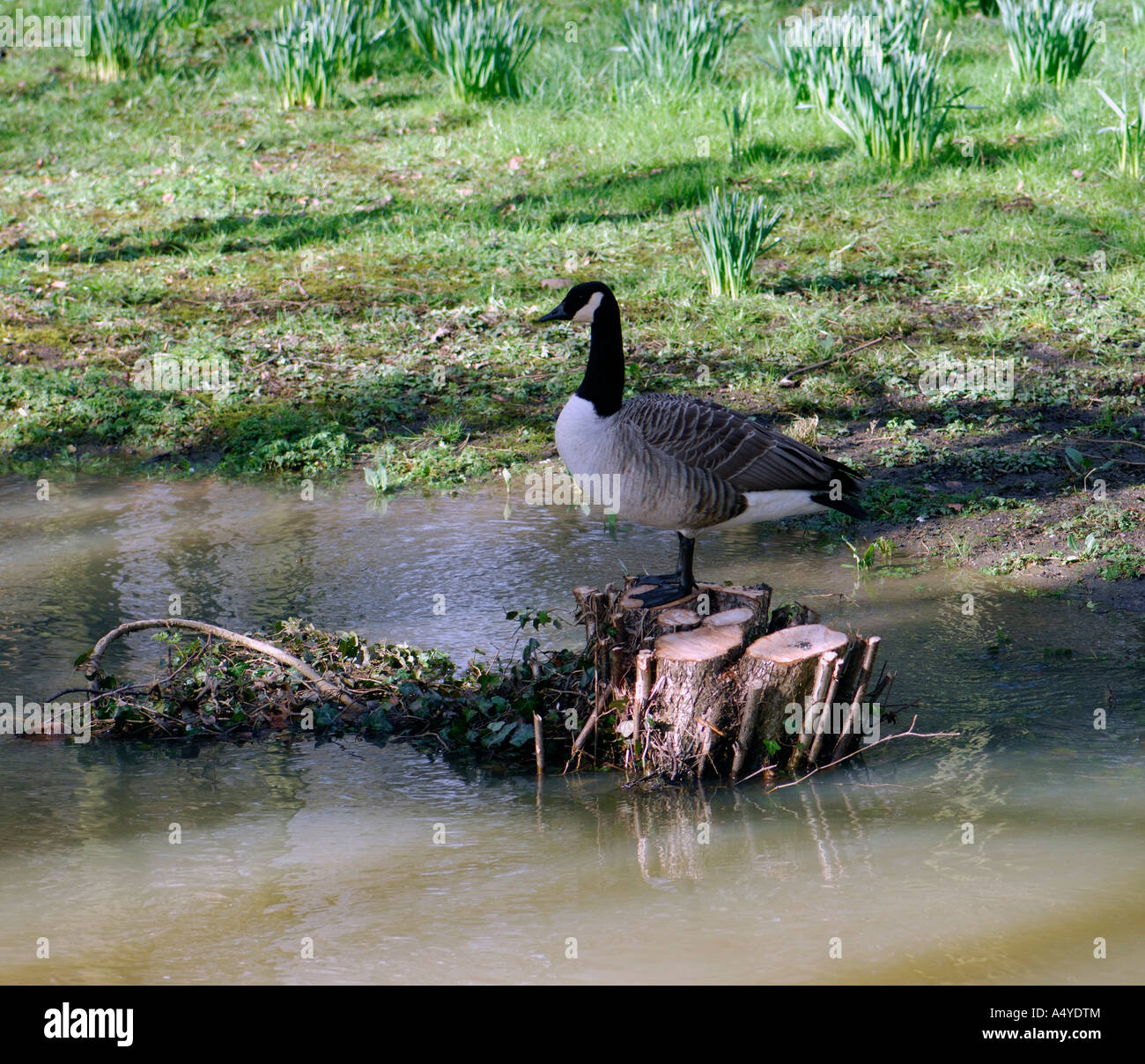 Canada geese in grounds hi-res stock photography and images - Alamy