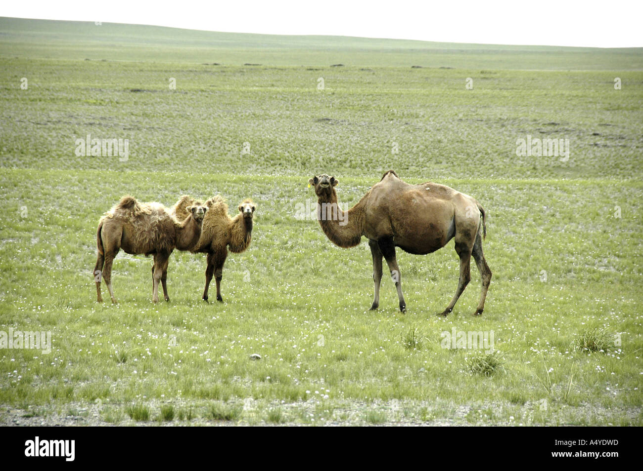 Two hump camels hi-res stock photography and images - Alamy