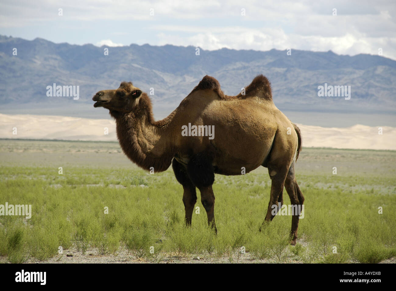 Baktrian hi-res stock photography and images - Alamy