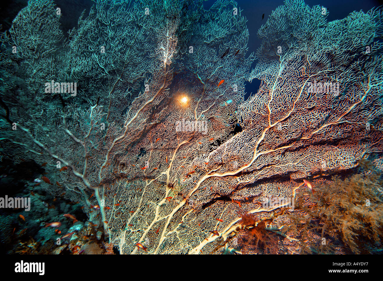 Gorgonian sea fan sp hi-res stock photography and images - Alamy