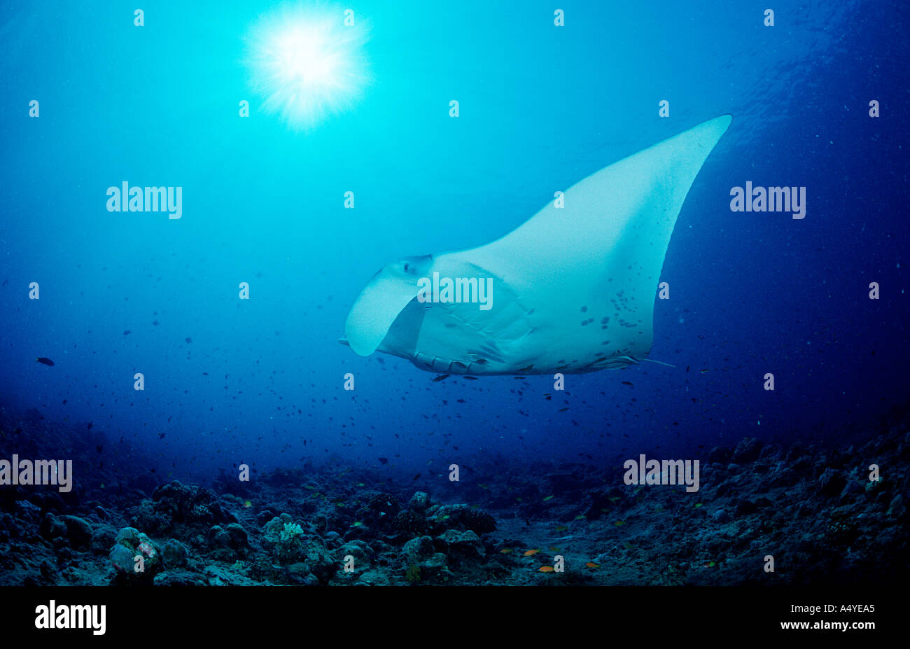 Manta ray Manta birostris Maldives Maldives Islands Stock Photo - Alamy