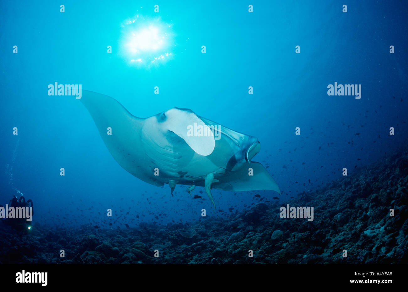 Manta ray Manta birostris Maldives Maldives Islands Stock Photo - Alamy