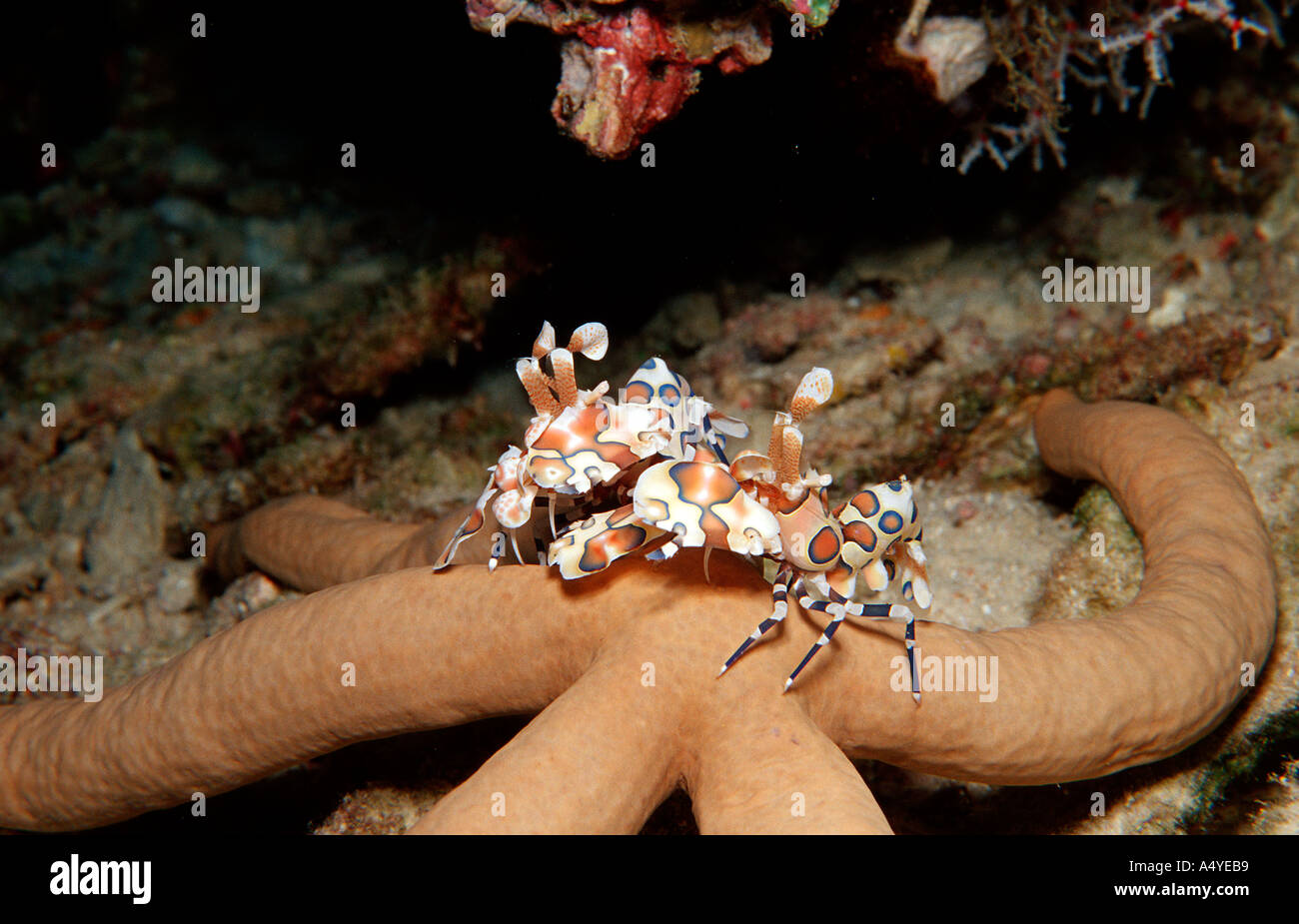 Two Harlequin shrimps feeding a starfish Hymenoceara elegans Malediven ...