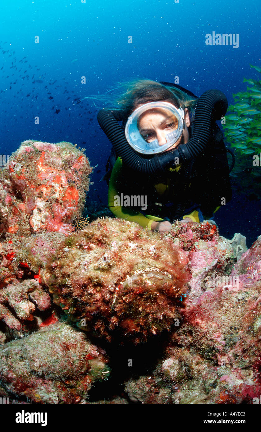 Reef stonefish and Scuba diver Synanceia verrucosa Malediven Maldives ...