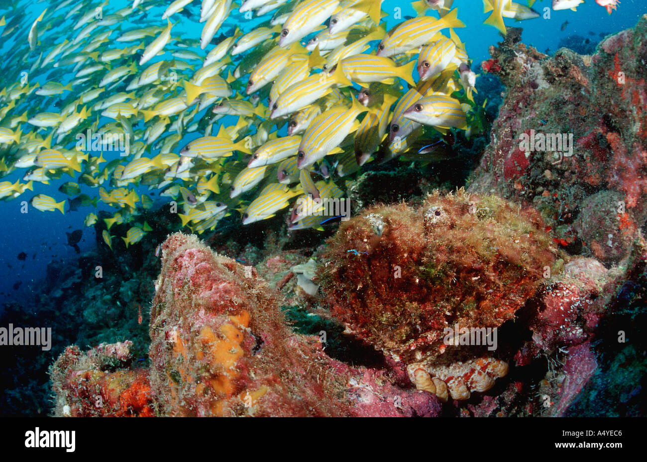 Malediven tiere hi-res stock photography and images - Alamy