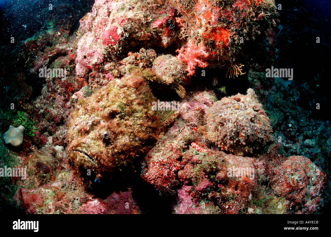A pair of Reef stonefish Synanceia verrucosa Malediven Maldives Islands ...