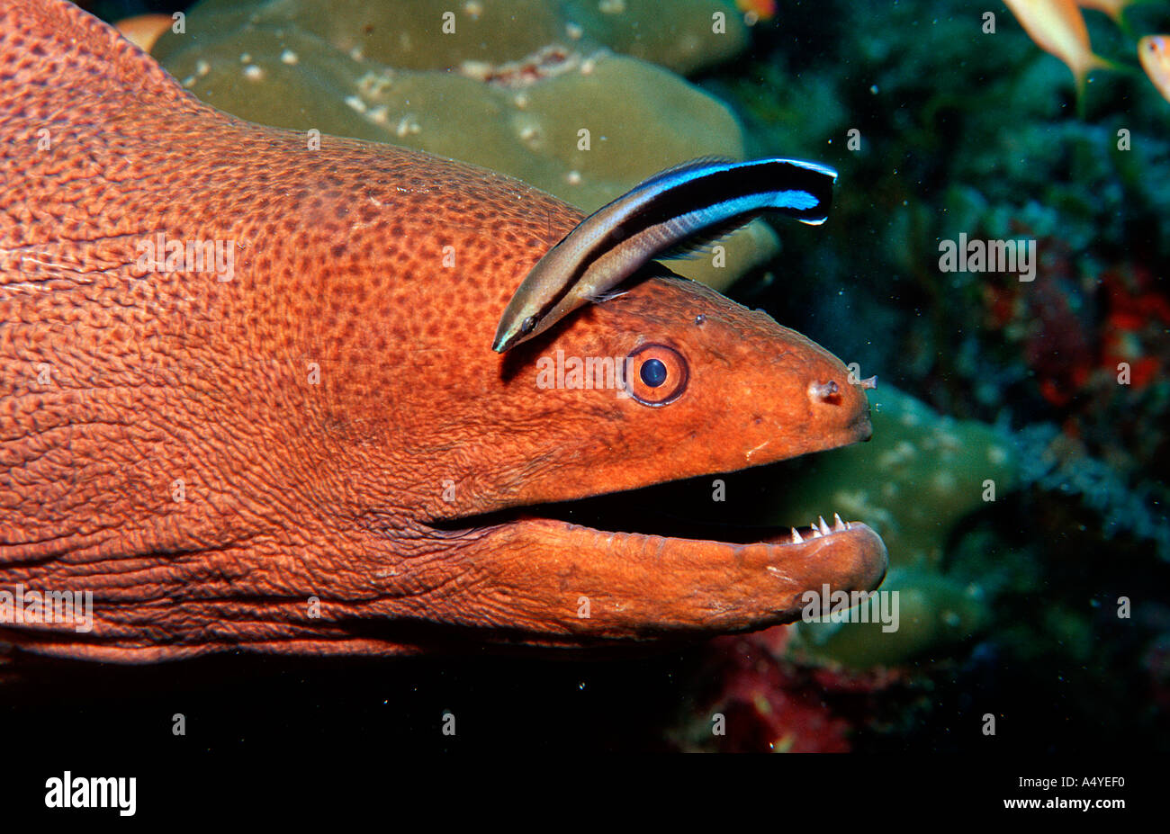Labroides dimidiatus diver hi-res stock photography and images - Alamy