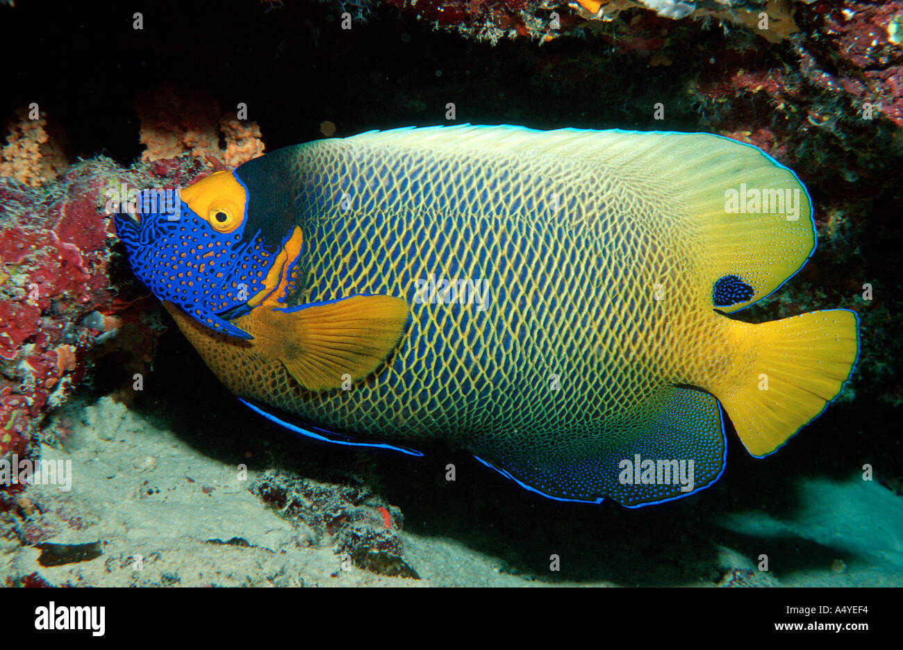 Yellow mask angelfish Pomacanthus xanthometopon Malediven Maldives ...