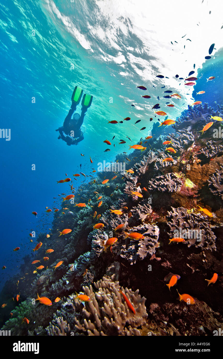 Middle East Egypt Red Sea, Basslets, Anthiinae Stock Photo - Alamy