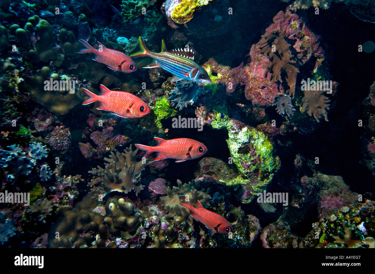 Middle East Red Sea, Whitetip Soldierfish and Spotfin squirrelfish ...