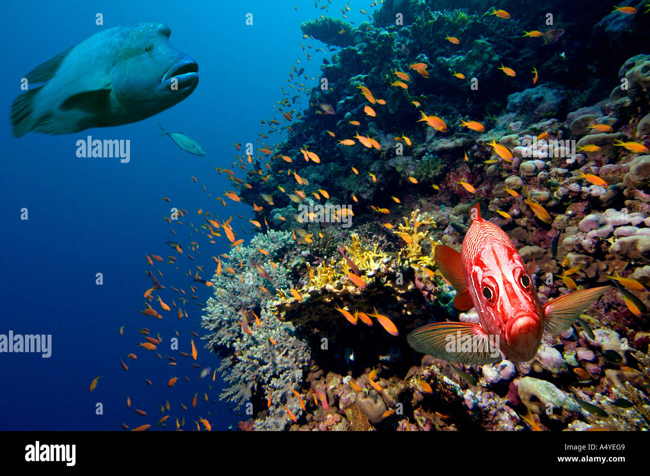 Middle East Egypt Red Sea, Basslets Anthiinae Digital Composite ...