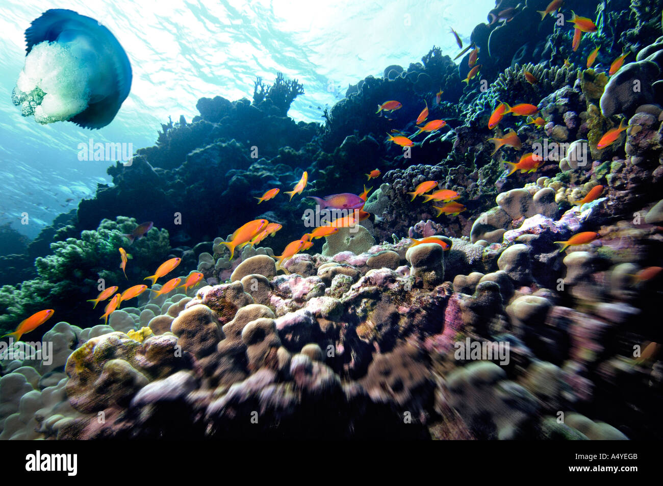 Middle East Egypt Red Sea, Basslets Anthiinae, Digital Composite ...