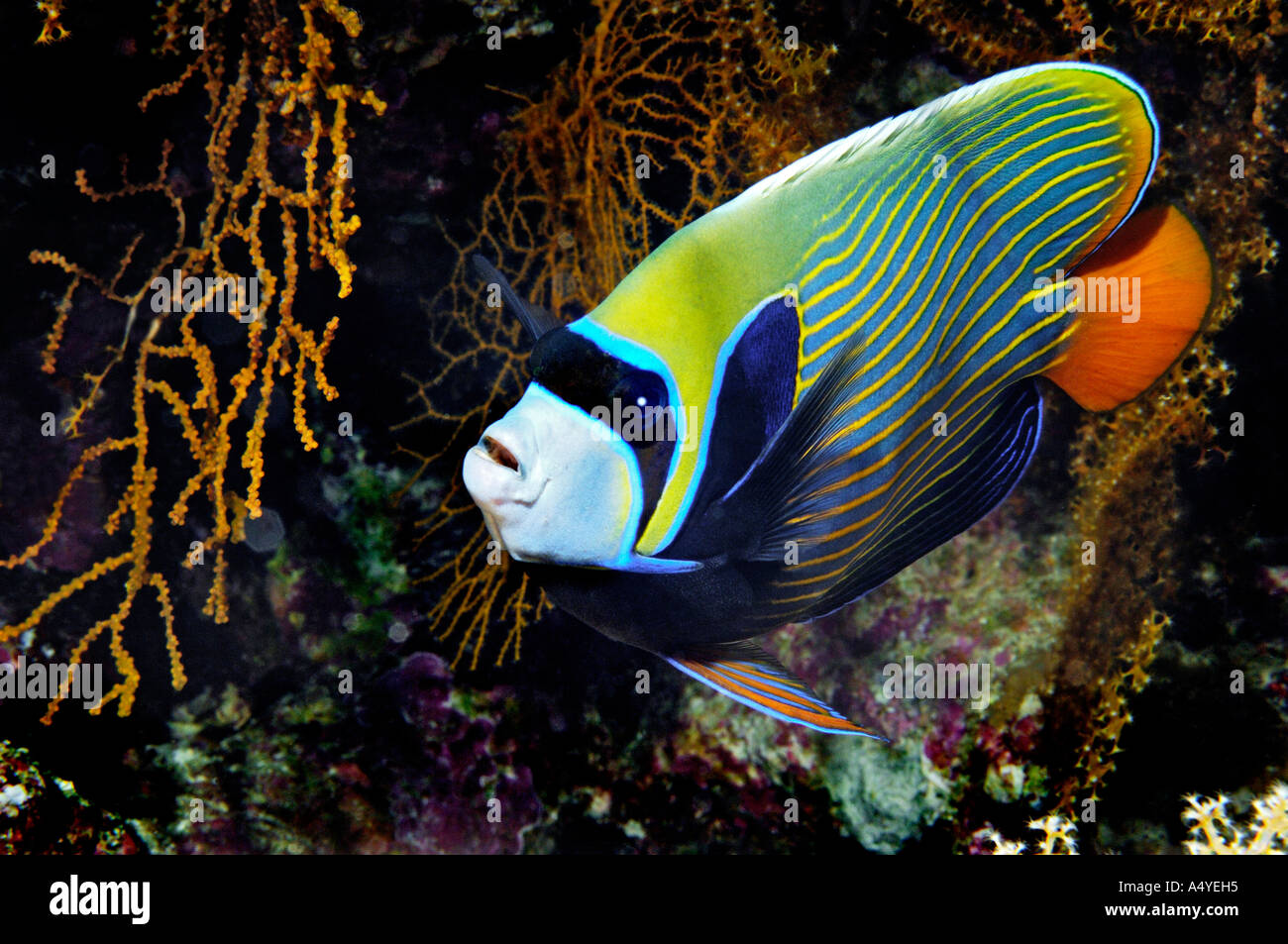 Middle East Egypt Red Sea, Emperor Angelfish, Pomacanthus imperator ...