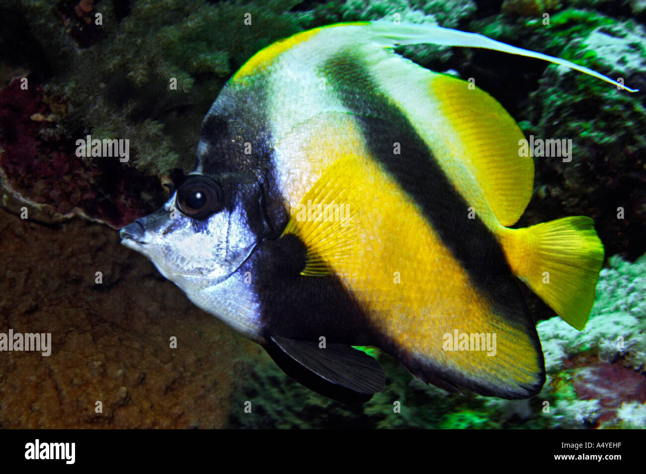 Middle East Egypt Red Sea, Longfin bannerfish, Heniochus acuminatus ...