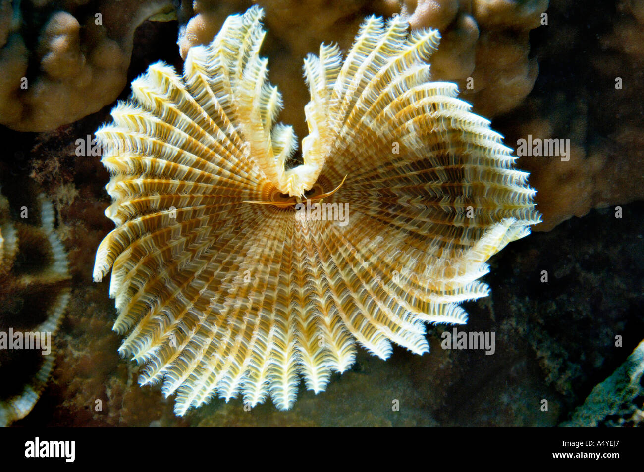Middle East Egypt Red Sea, Fan Worm, Sabellastarte indica Stock Photo ...