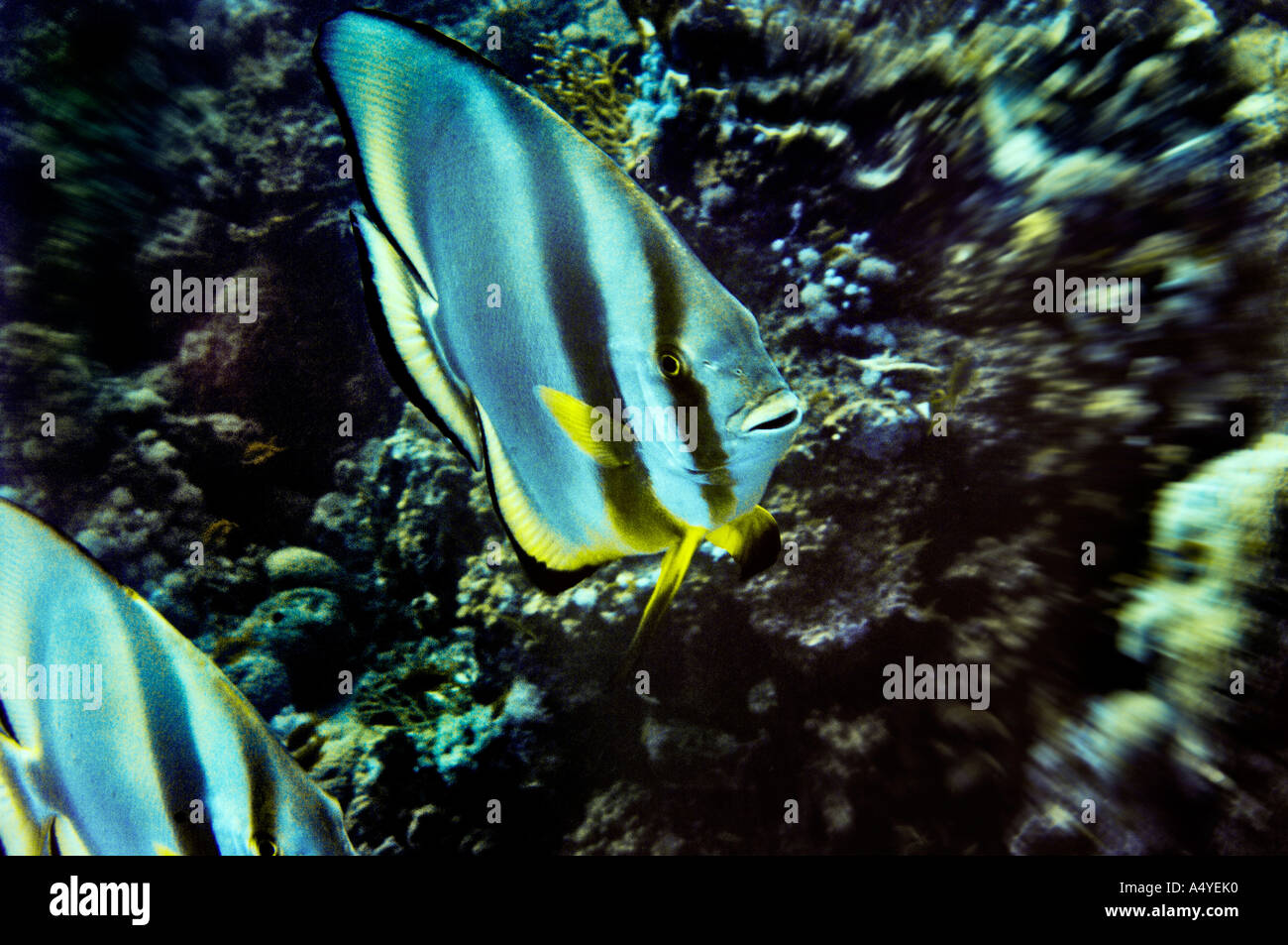 Middle East Egypt Red Sea, Circular Batfish, Platax orbicularis Stock ...