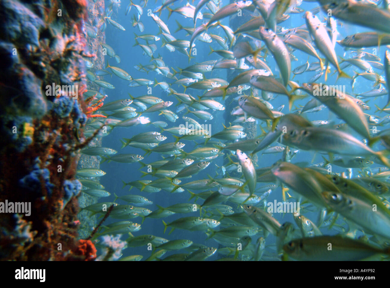 Busselton from hi-res stock photography and images - Alamy