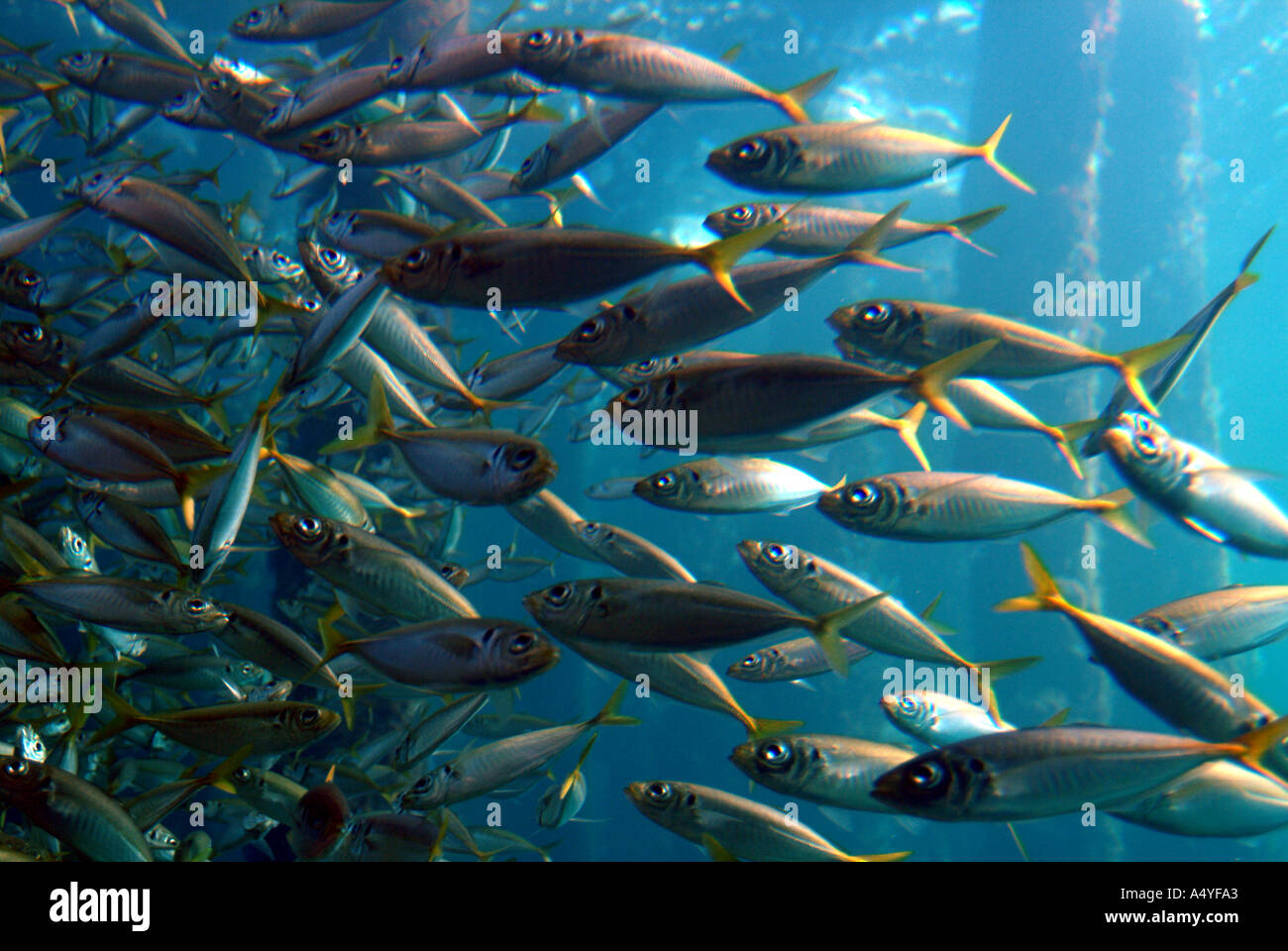 Australia WA Busselton Underwater Experience view from below of ...