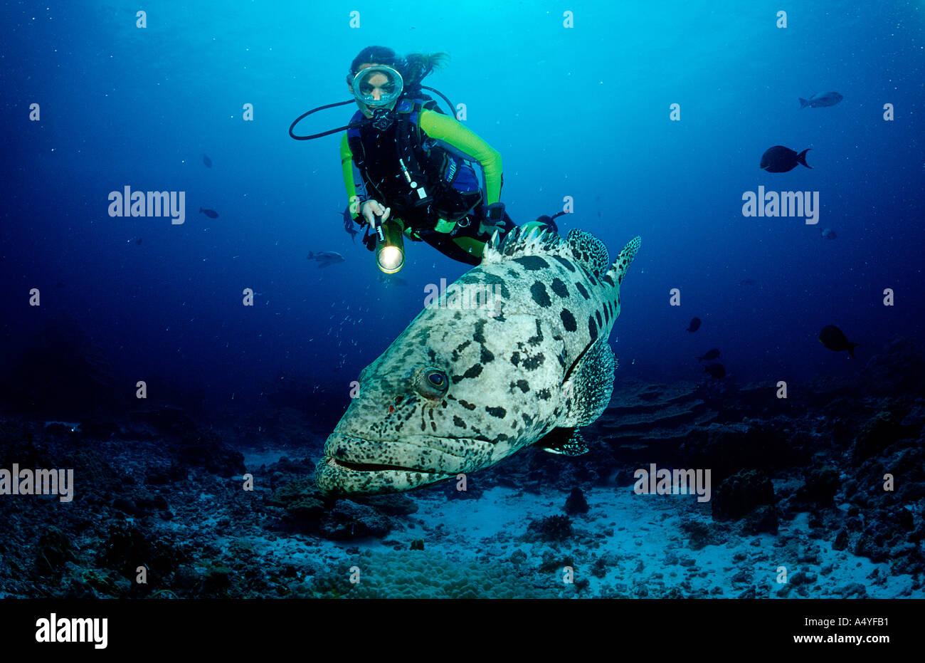 Potato grouper and scuba diver Epinephelus tukula Burma Myanmar Birma ...