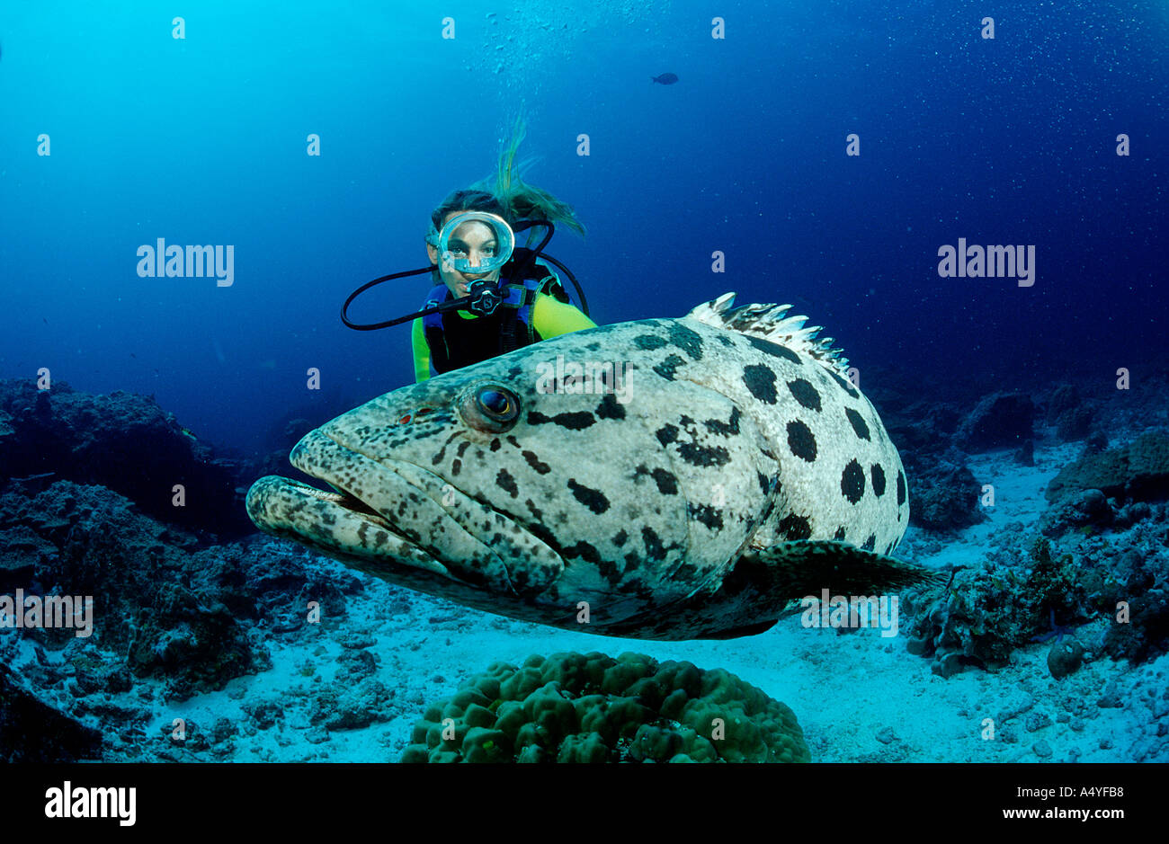 Potato grouper and scuba diver Epinephelus tukula Burma Myanmar Birma ...