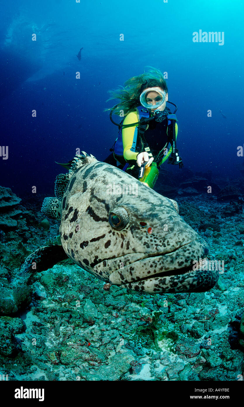 Potato grouper and scuba diver Epinephelus tukula Burma Myanmar Birma ...