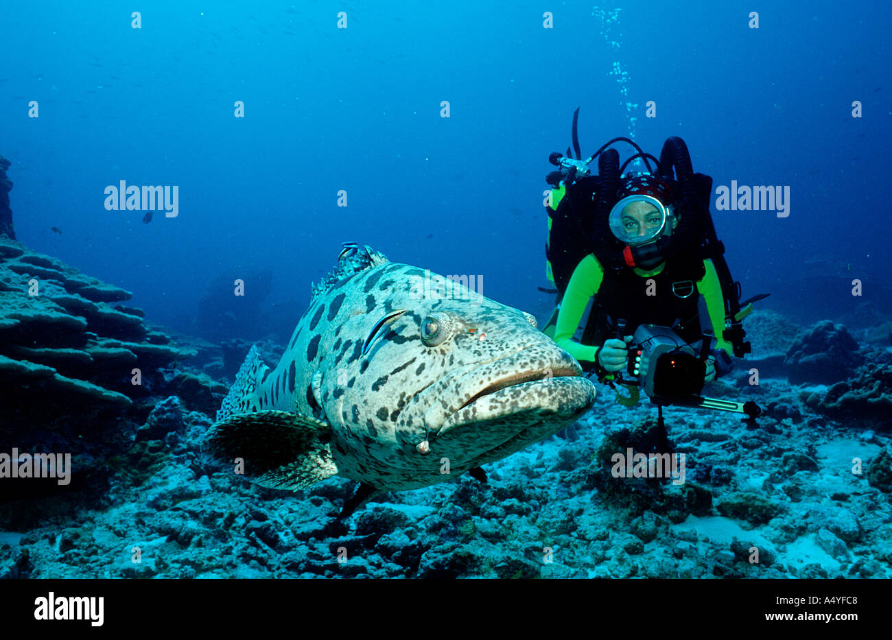 Potato grouper thailand hi-res stock photography and images - Alamy