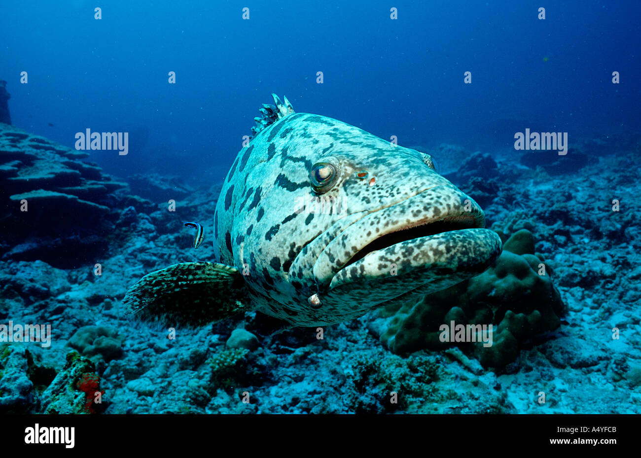 Potato grouper Epinephelus tukula Thailand Stock Photo - Alamy