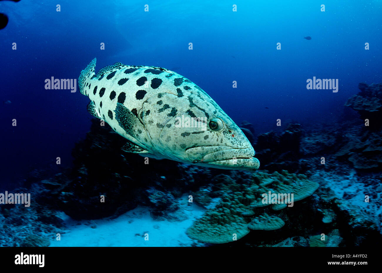 Potato grouper Epinephelus tukula Thailand Stock Photo - Alamy