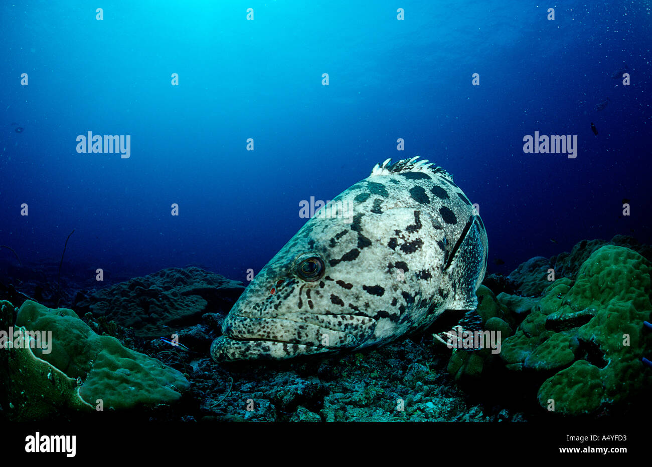 Potato grouper Epinephelus tukula Thailand Stock Photo - Alamy