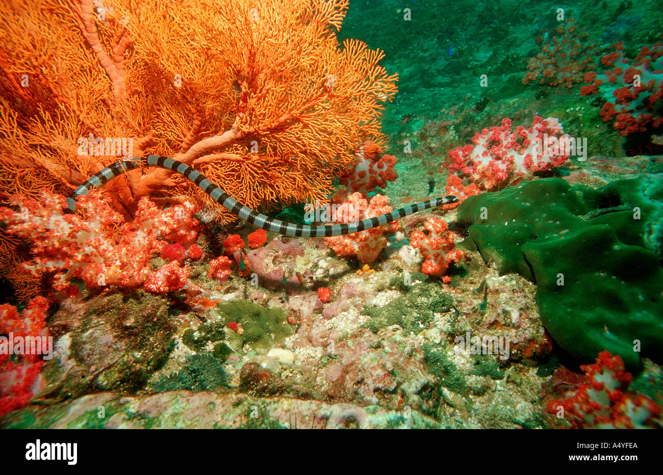 Andaman sea snake hi-res stock photography and images - Alamy