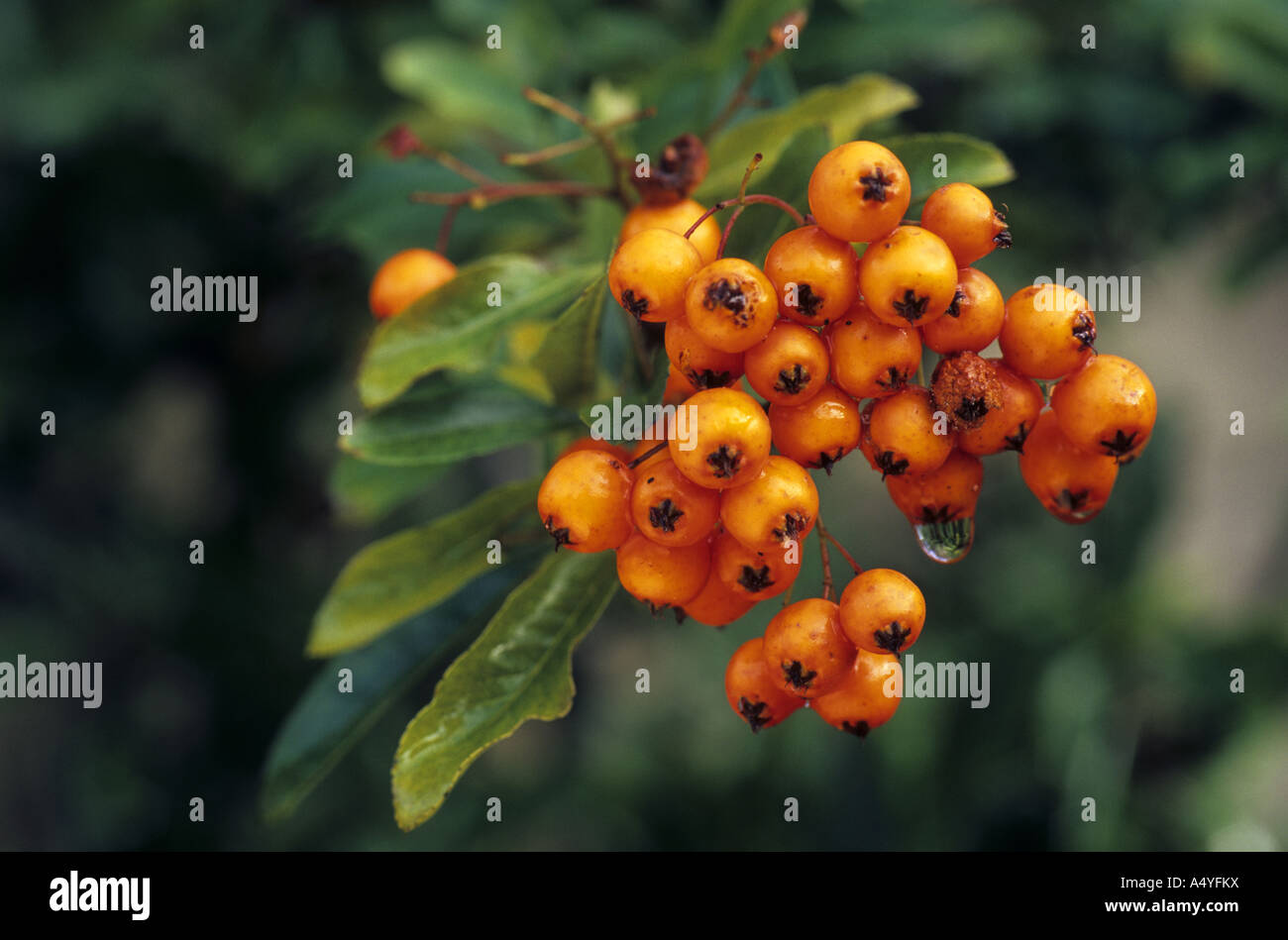 firethorn berries pyracantha Stock Photo - Alamy