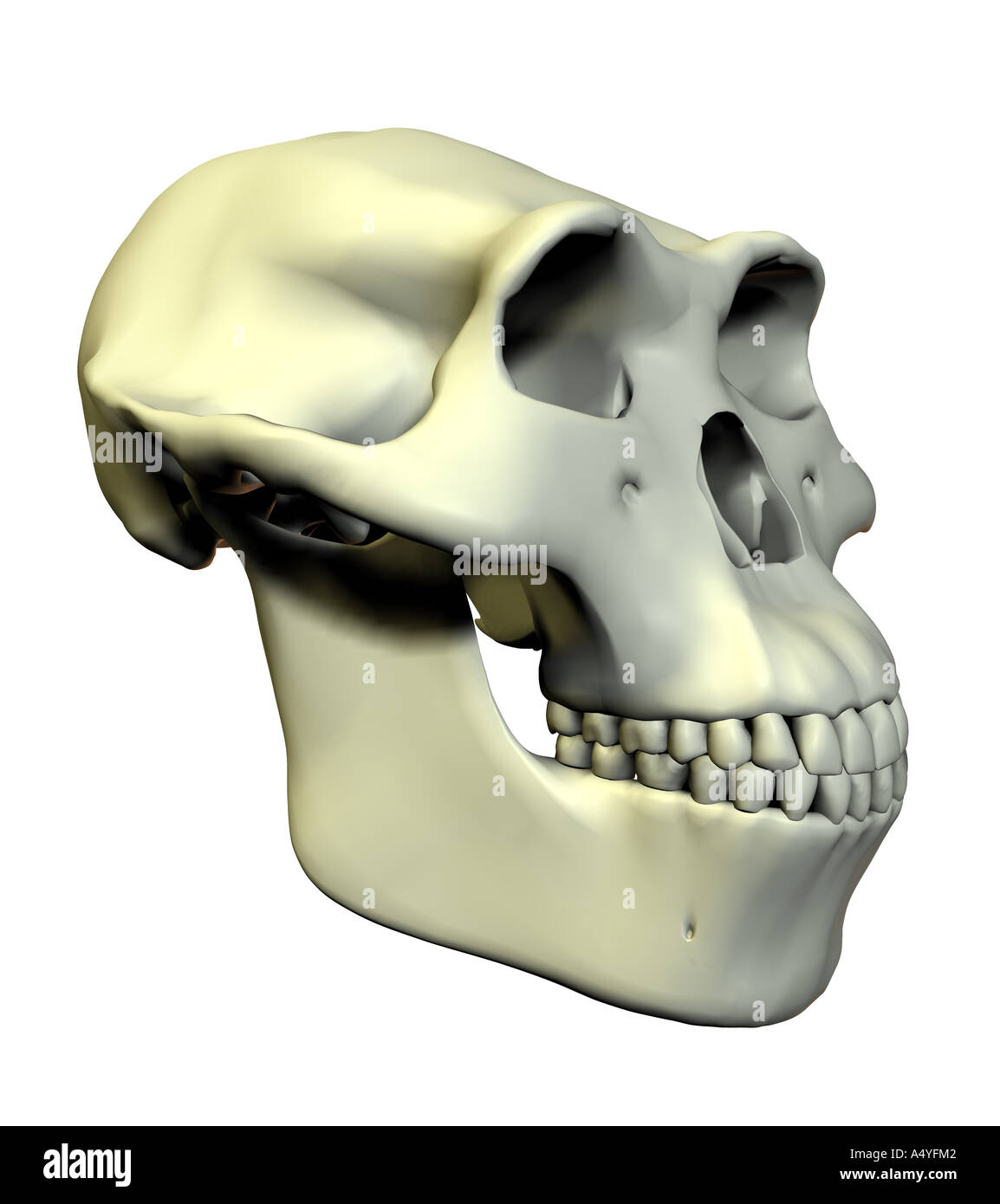 Australopithecus afarensis hi-res stock photography and images - Alamy