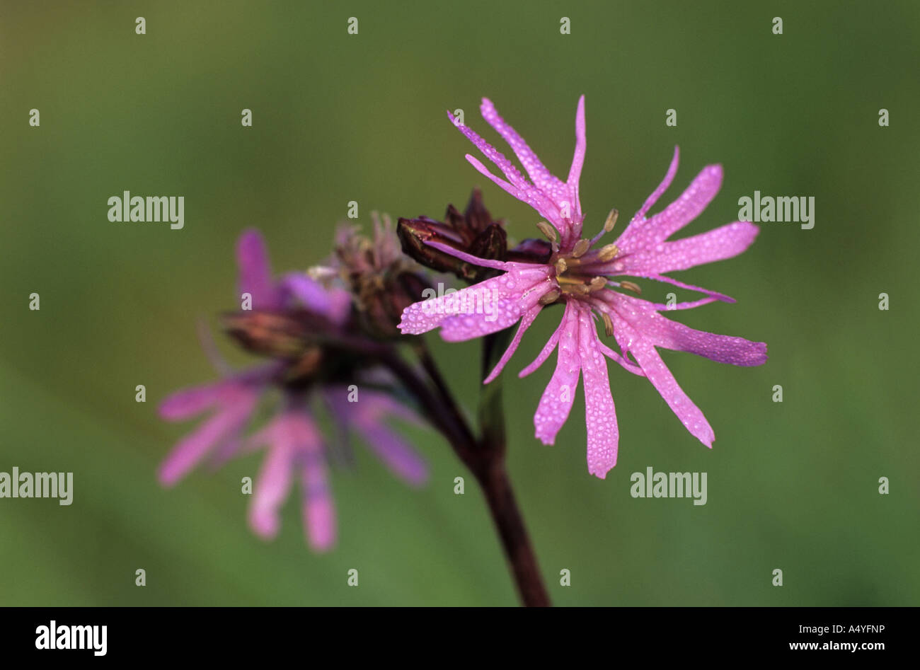 ragged robin Lychnis flos cuculi Stock Photo - Alamy