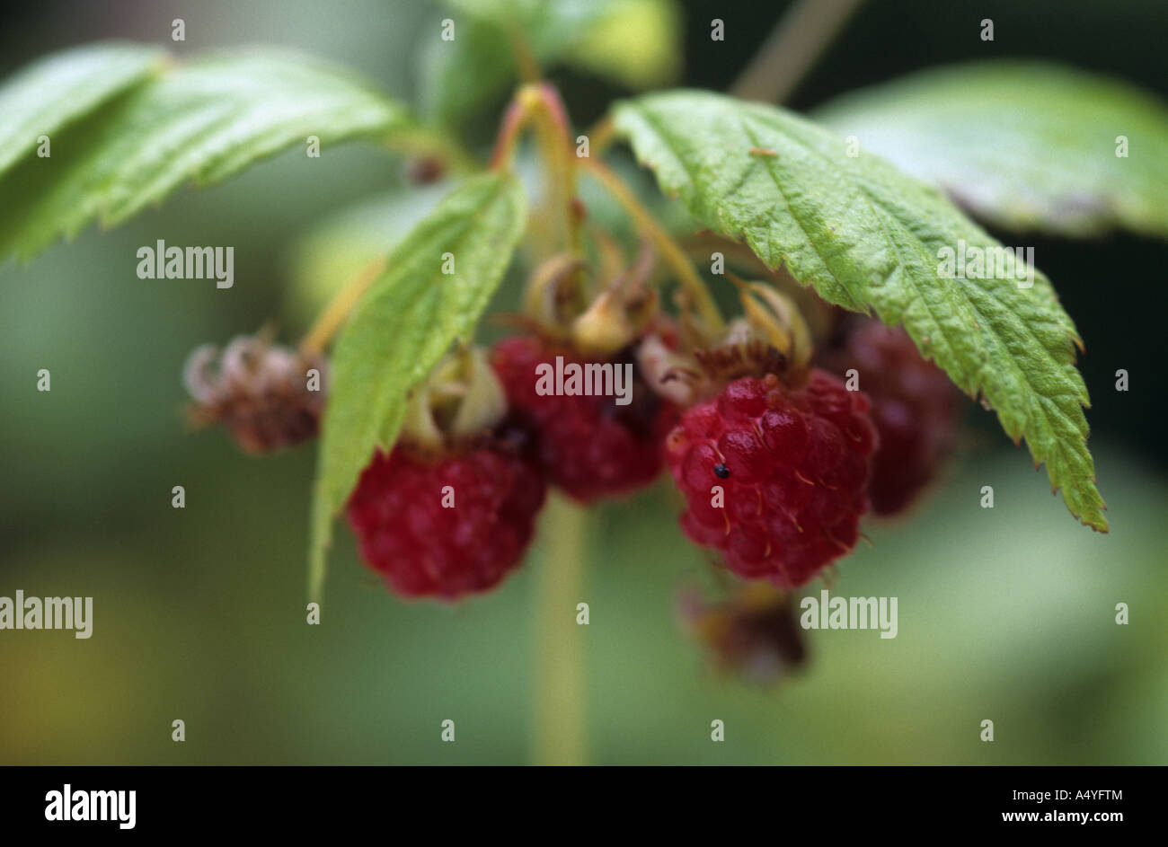 Rubus idaeus uk wild hi-res stock photography and images - Alamy