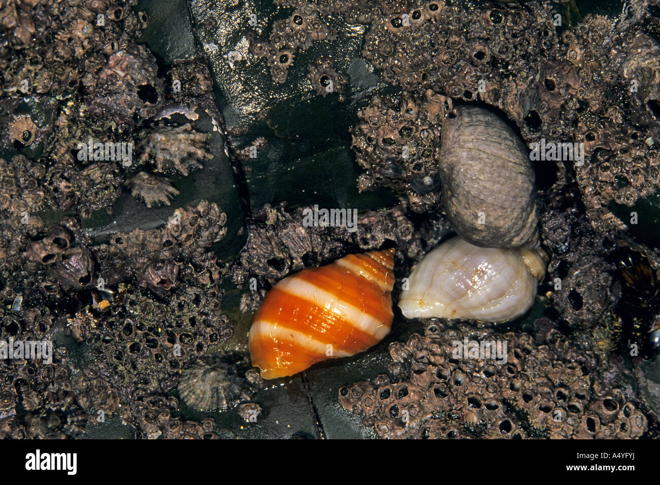 dog whelks Nucella lapillus in a rock pool Stock Photo - Alamy