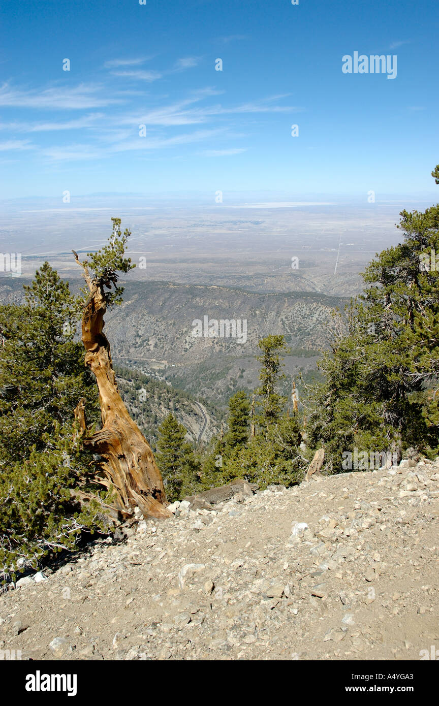Mount Baden Powell California close to the summit Stock Photo - Alamy