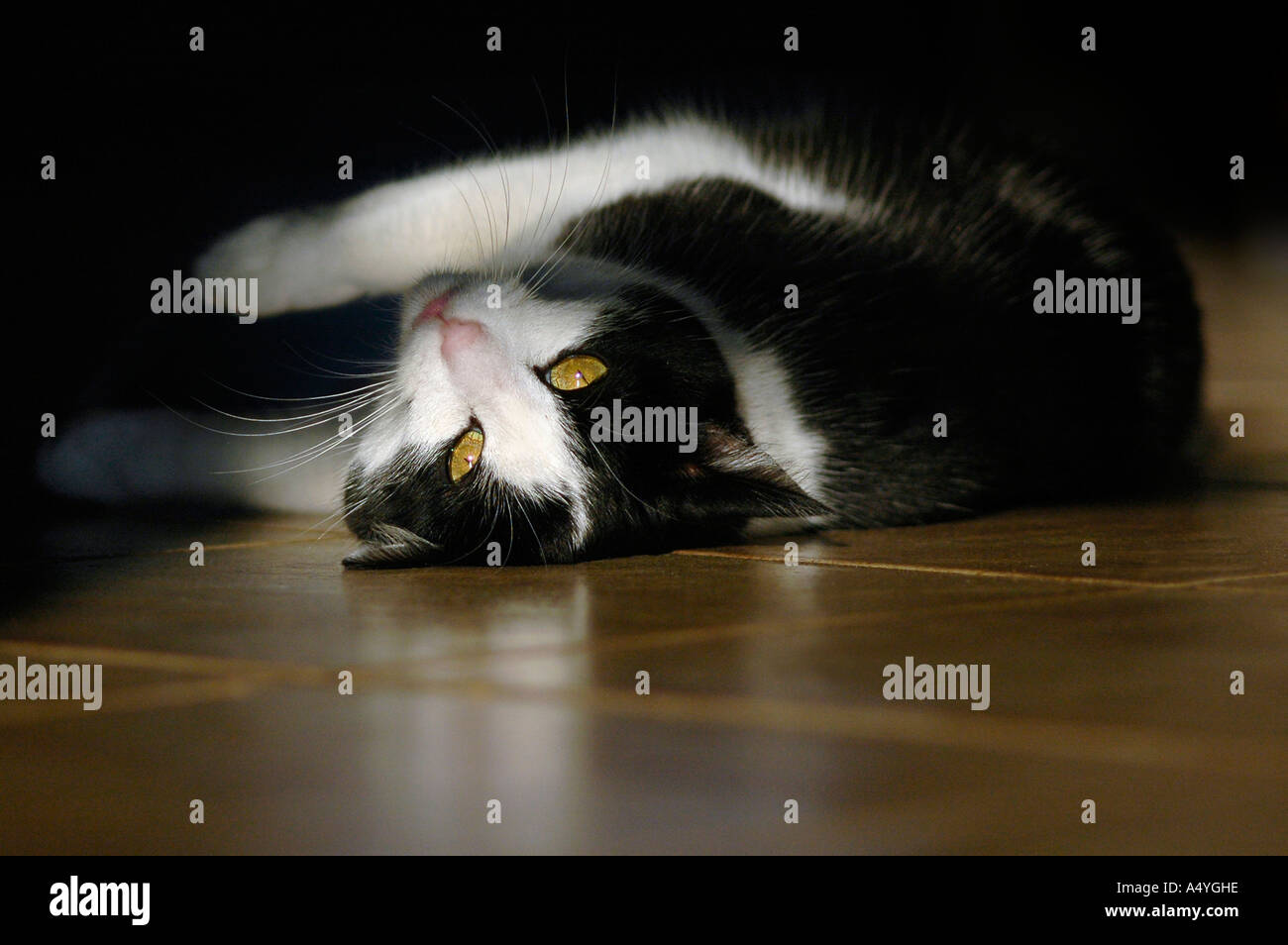 Black and white floor tiles hi-res stock photography and images - Alamy