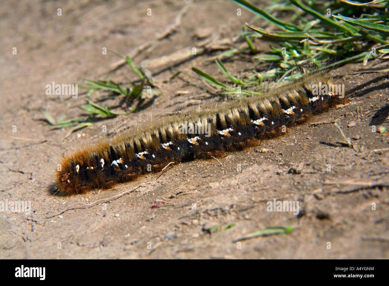 oak eggar moth caterpillar Lasiocampa quercus Stock Photo: 11147839 - Alamy