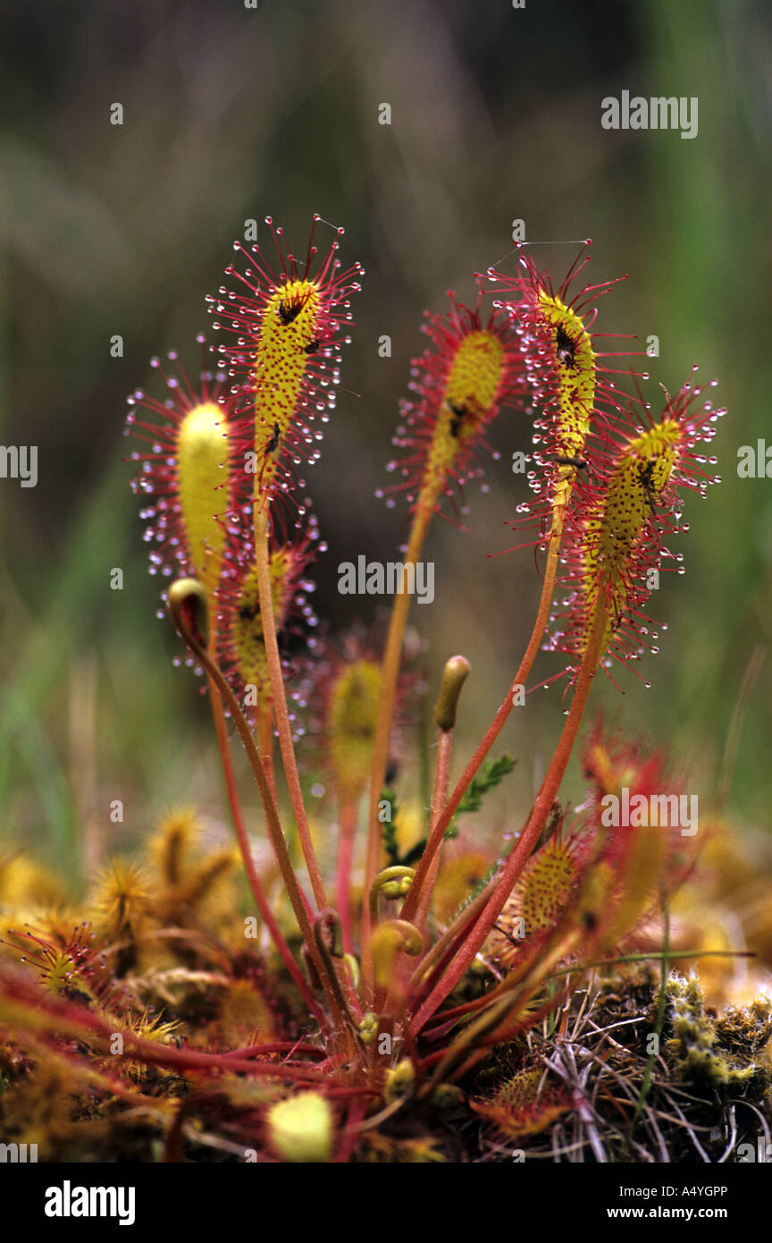 Drosera flower stalk hi-res stock photography and images - Alamy