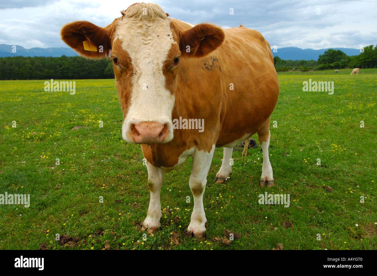 Muscled cow hi-res stock photography and images - Alamy