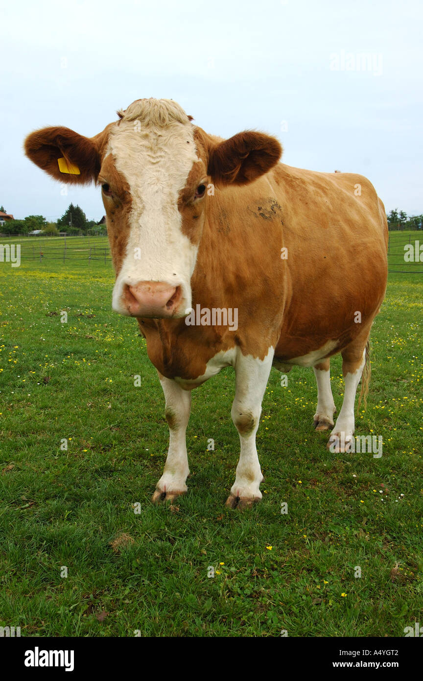 Standing hornless brown-white pregnant dairy cow Stock Photo - Alamy