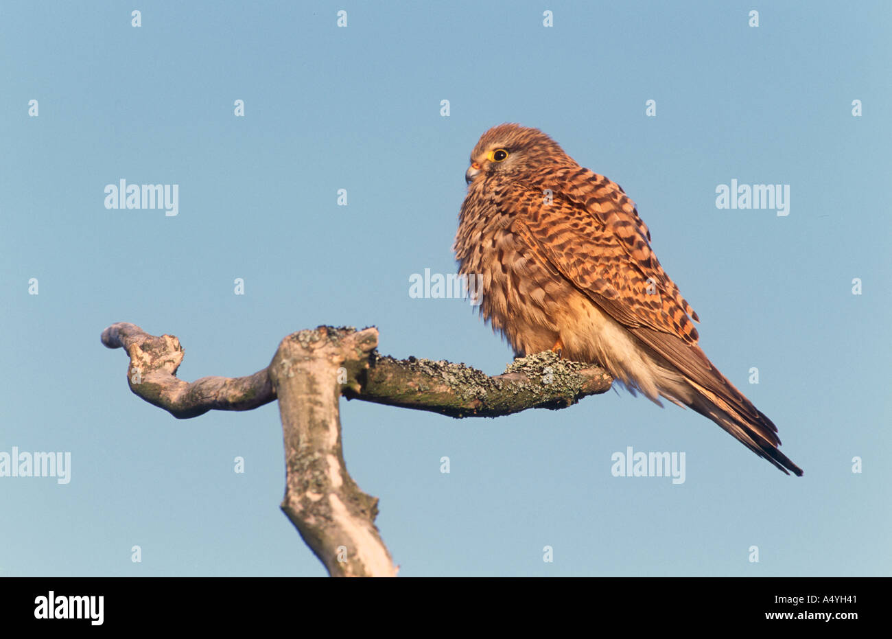 Kestrels great britain hi-res stock photography and images - Alamy
