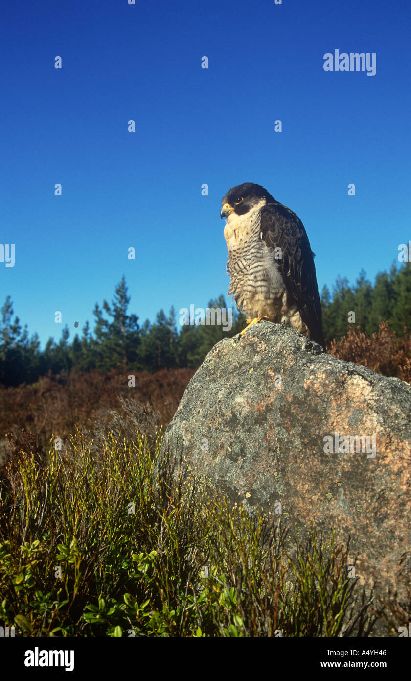 Female Peregrine Falcon Birds Natural World Wales Stock Photo - Alamy