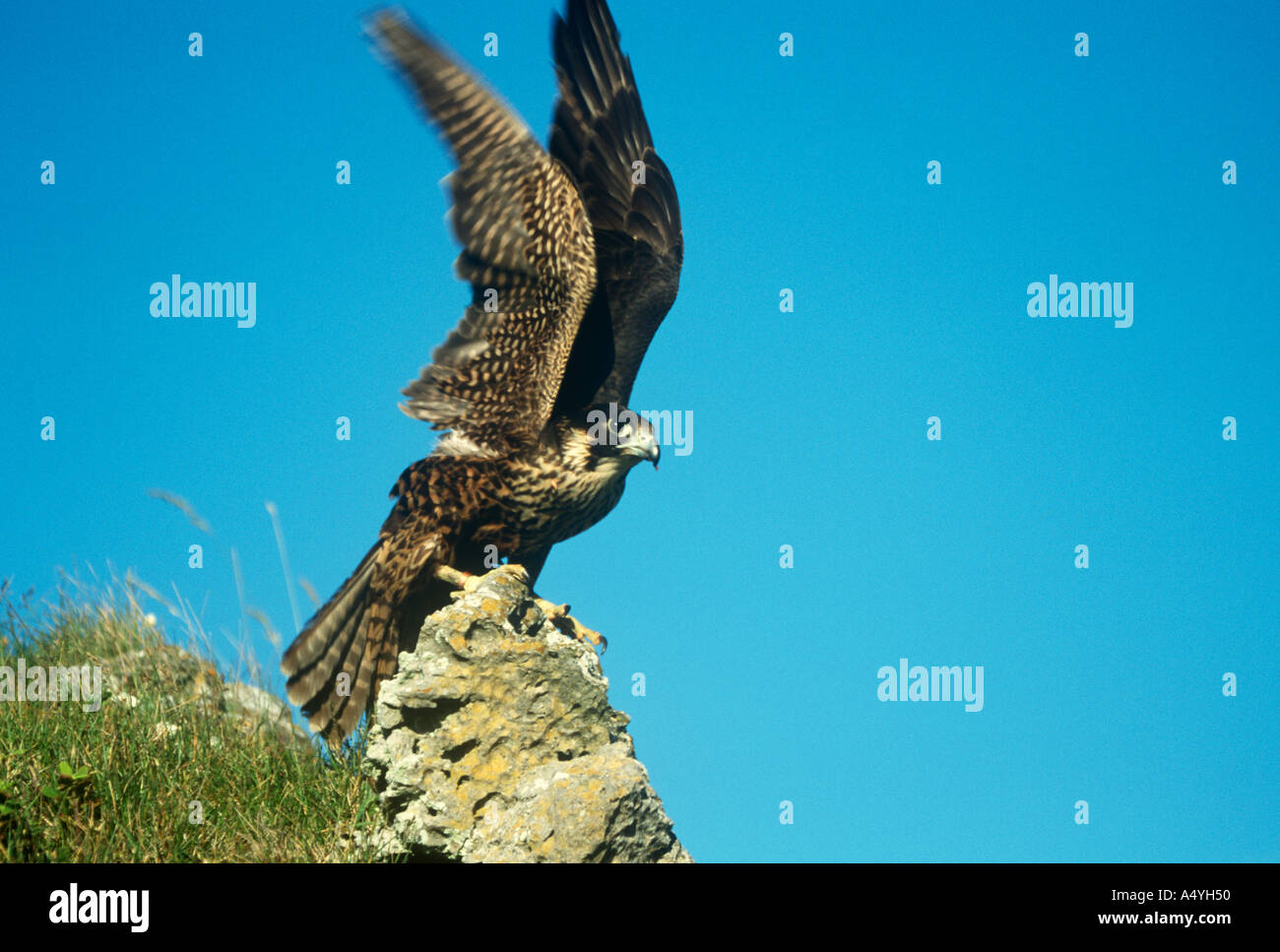 Peregrine falcon flight britain hi-res stock photography and images - Alamy
